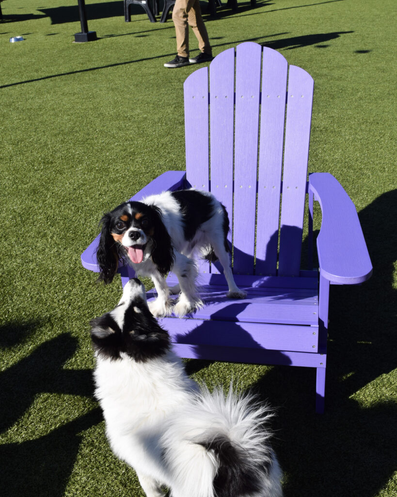 We Tried It: Denver's New Dog Oasis, Skiptown - The Curio Cabinet